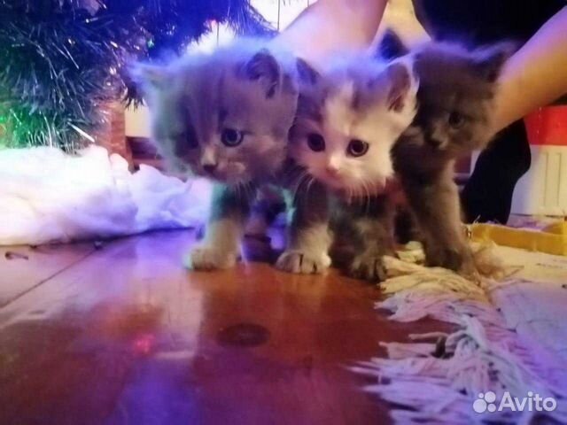 Атос, Портос и Арамис