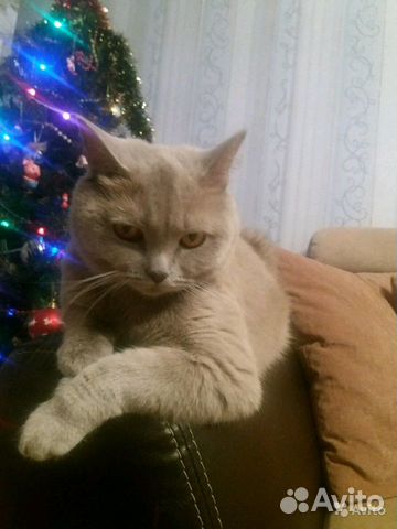 Британцы фавн лиловые