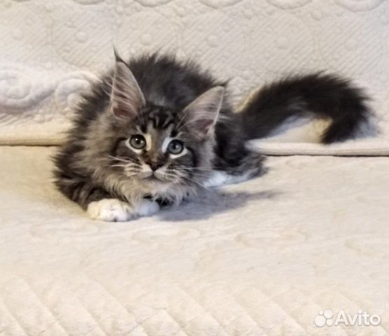 Шикарный котик