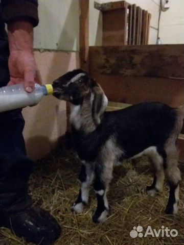 Продаются племенные козлики