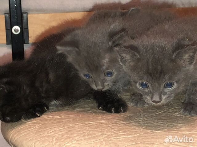 Британка голубая