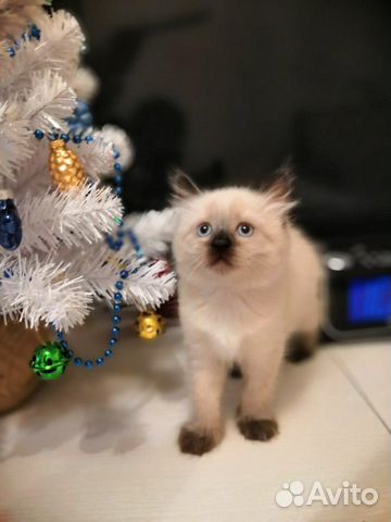 Котенок невская маскарадная