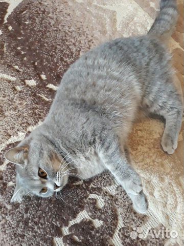 Кошка британочка