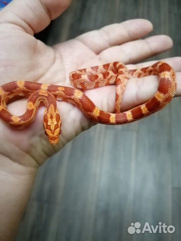 Маисовый полоз