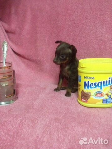 Шоколадное чудо супер мини тойчик