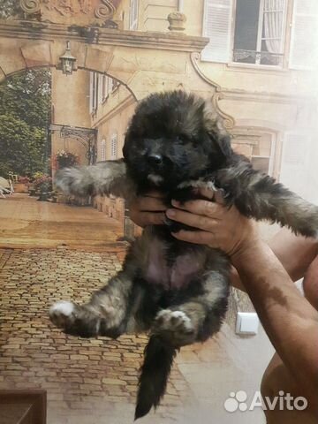 Пушистый щенок