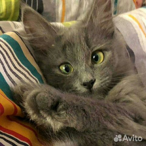 Чудо котенок Басюня