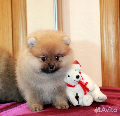 Щеночки щпица две сестрички