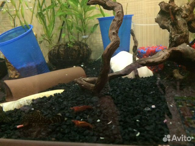 Данио, Акары и Гуппи