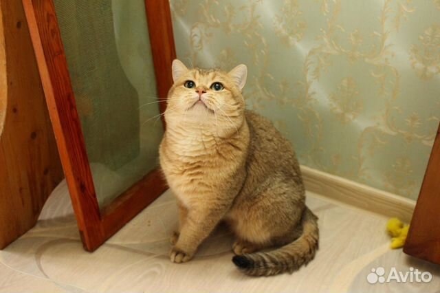 Вязка с котиком