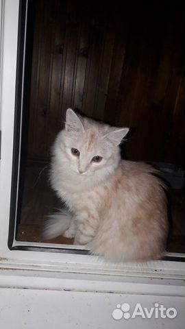Котенок подросток