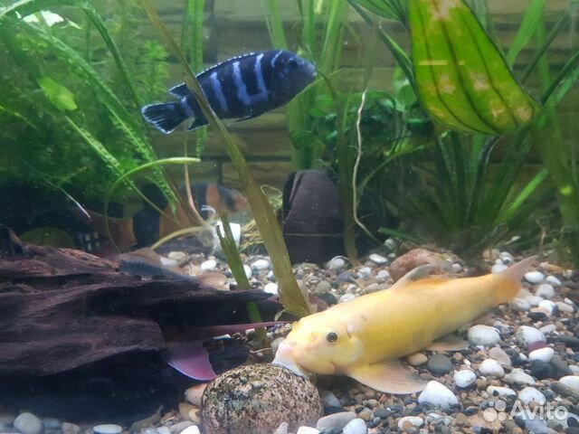 Рыбки аквариумные