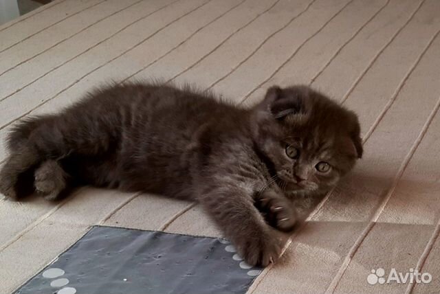 Котята шотландские