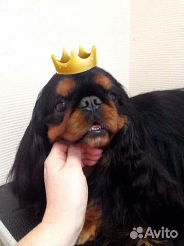 Кинг Чемпион для вязки