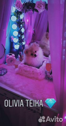 Шпиц померанский teddy bear девочка