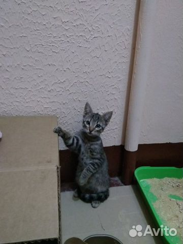 Отдаем в добрые руки котика 2,5 мес