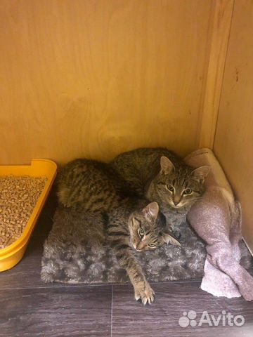 Котята девочка Совушка и мальчик Марик 3,5мес. дру