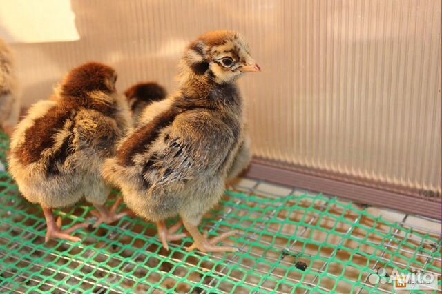 Кучинские юбилейные цыплята