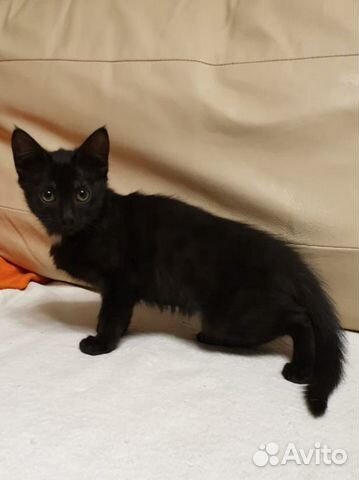 Котёнок девочка в добрые руки