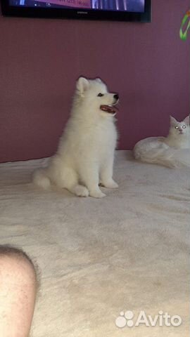 Щенок самоеда