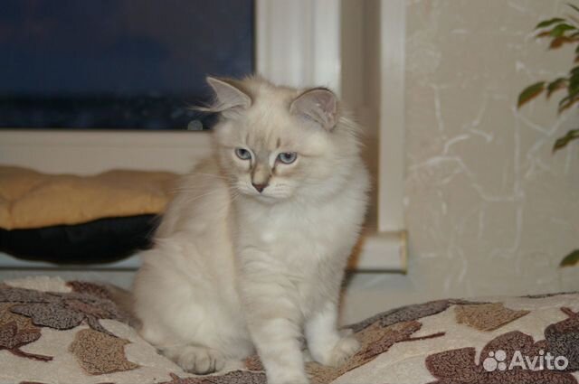 Кошечка породы Невская маскарадная
