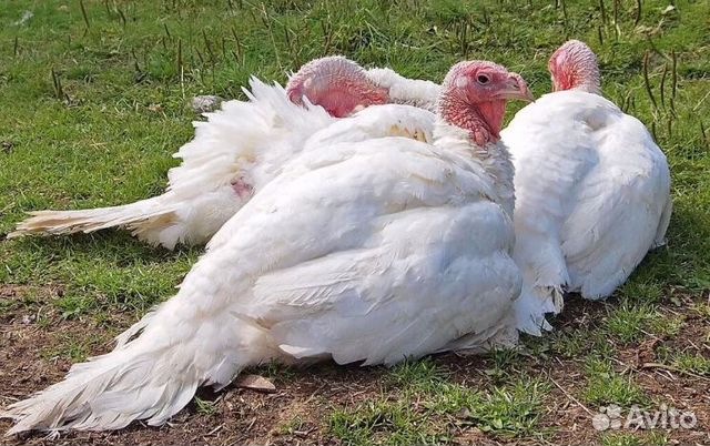 Индюк обмен