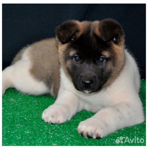 Акитосик - красавчик