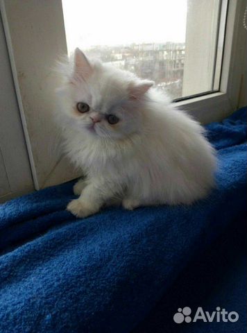 Персидская