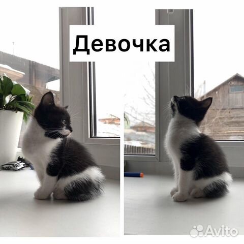 Милая и умная кошечка, к туалету приучена