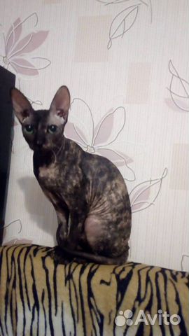 Сфинкс в добрые руки