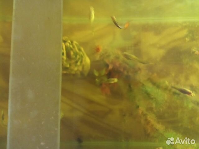 Рыбки Гупики