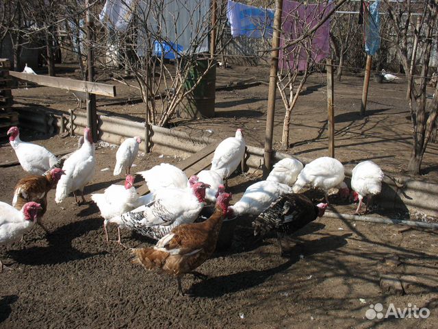 Индюки на развод