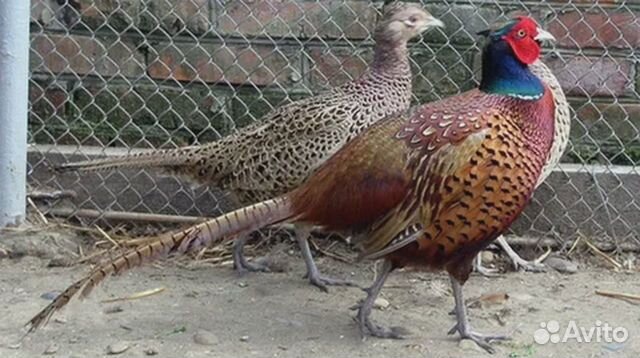 Фазан охотничий