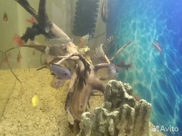 Аквариумные рыбки