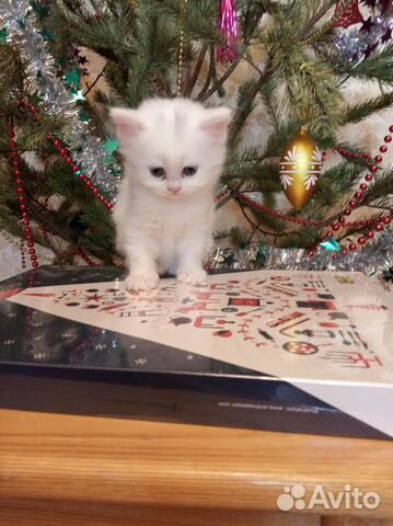 Отдадим котят в хорошие руки, 4 полубританца, 2 де