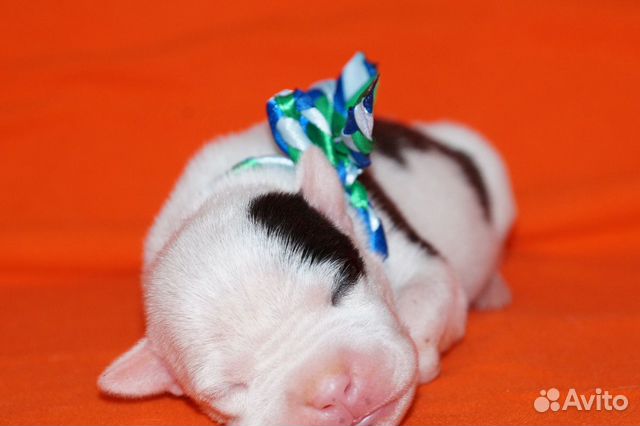 Нарядная девочка Ам.стафф терьер (документы)