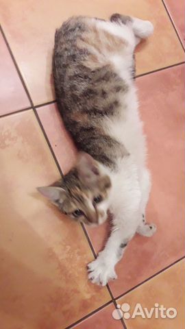 Котёнок девочка-счастье в дом