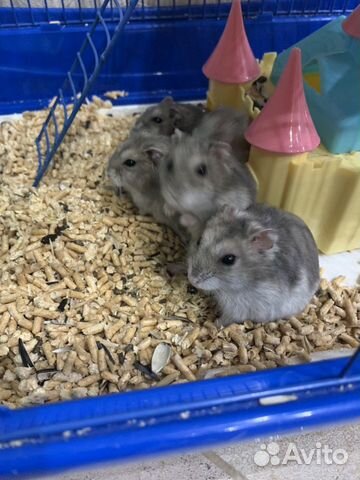 Джунгарский хомяк