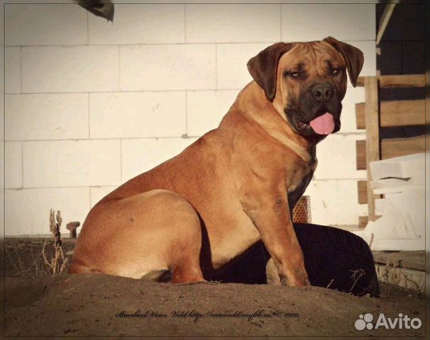 Бурбуль (девочки-подростки)