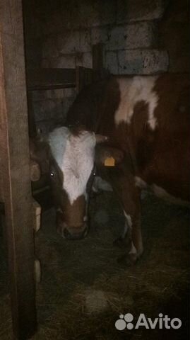 Продаются 2 коровы