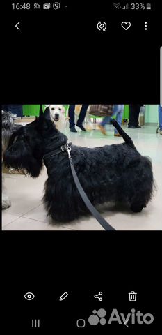 Скотч-терьер