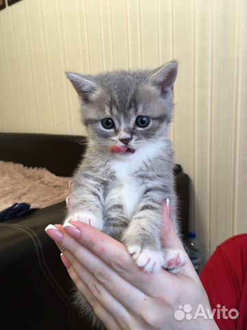 Котята британские