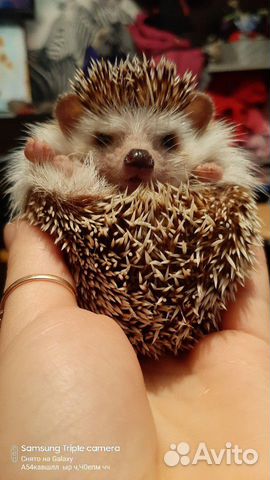 Африканский ёж