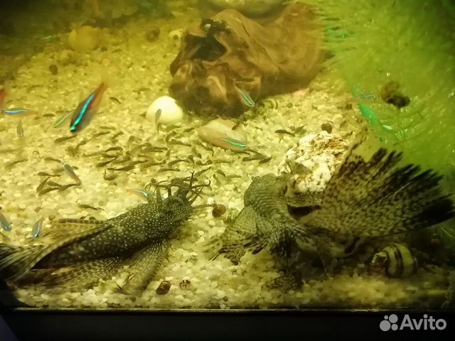 Анциструс вуалевый пара