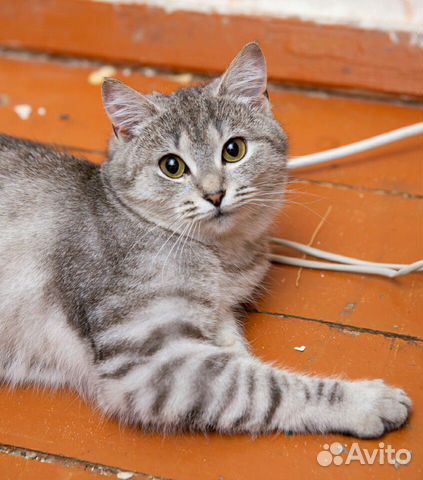 Фиби и Моника