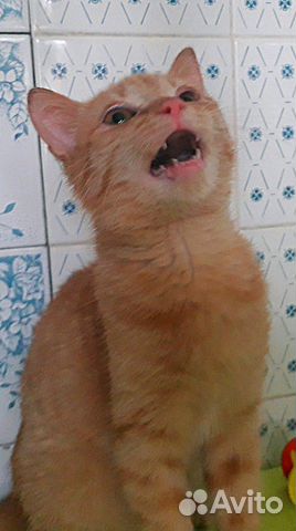 Коенок