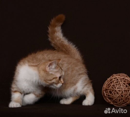 Шотландские братишки