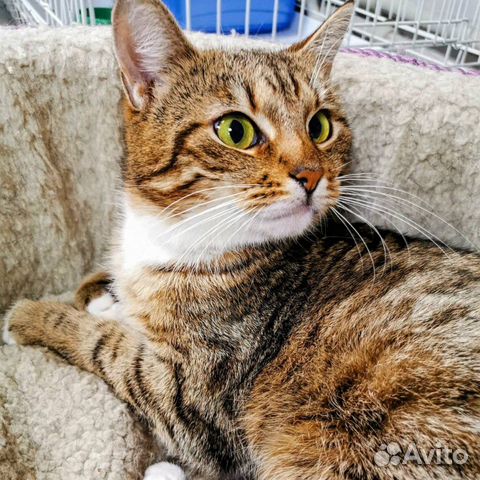 Кошка метис Оцикета