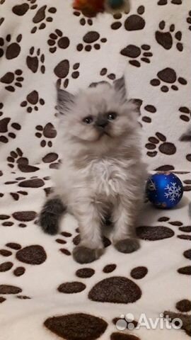 Котик шёлковая шёрстка