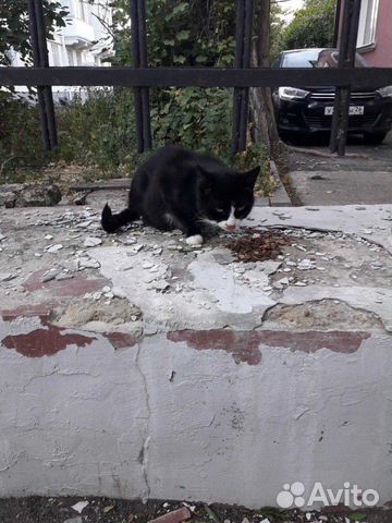 Кошечка Даша ищет дом
